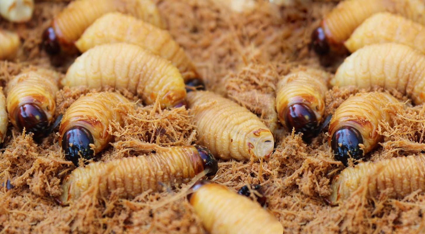 Superalimentos - Insectos del Perú - Superalimentos del Perú