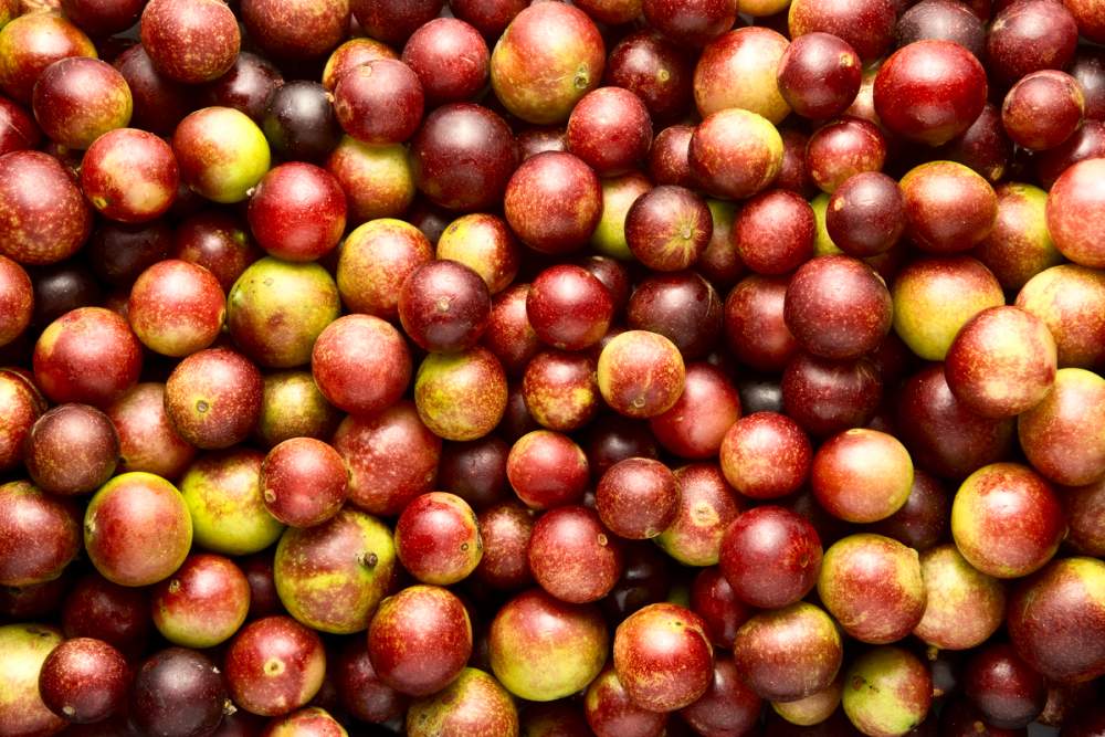 El Camu Camu: ¿qué es?, historia, cultivo, valor nutricional, usos ... El Camu Camu: ¿qué es?, historia, cultivo, valor nutricional, usos ...