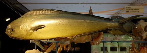 El Perico: ¿qué es?, historia, cultivo, valor nutricional, usos ...