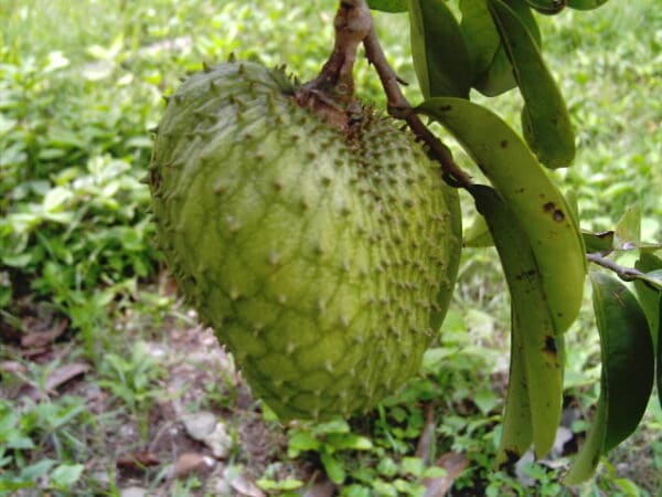 La Guanábana: ¿qué es?, historia, cultivo, valor nutricional, usos ...