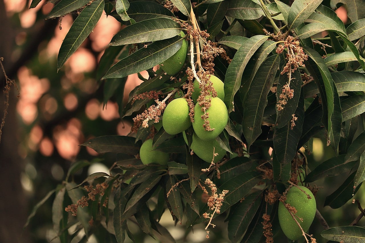 El Mango: ¿qué es?, historia, cultivo, valor nutricional, usos, recetas ...